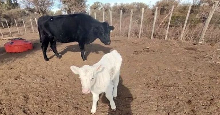 El toro pidió ADN: nació un ternero blanco en un campo de Río Negro ...