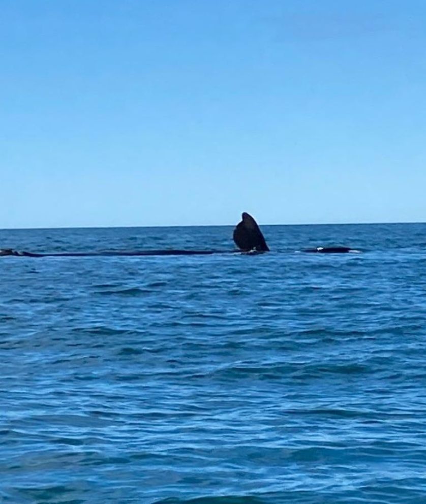 Avistaje de ballenas en Las Grutas: los valores y la experiencia vivida ...