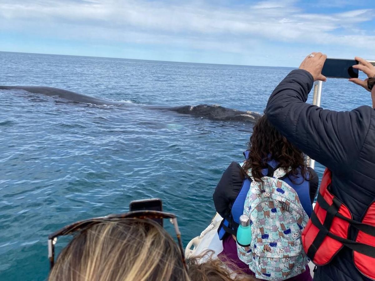 Avistaje de ballenas en Las Grutas: los valores y la experiencia vivida ...