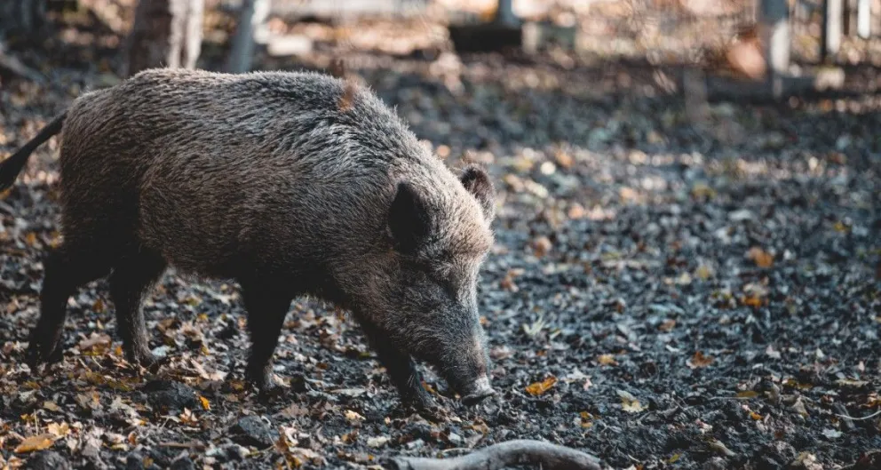 Descubren triquinosis en jabalíes: lo que hay que saber para protegerse ...