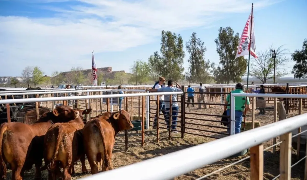 Rutilante éxito de las exposiciones rurales de primavera: desde el ...