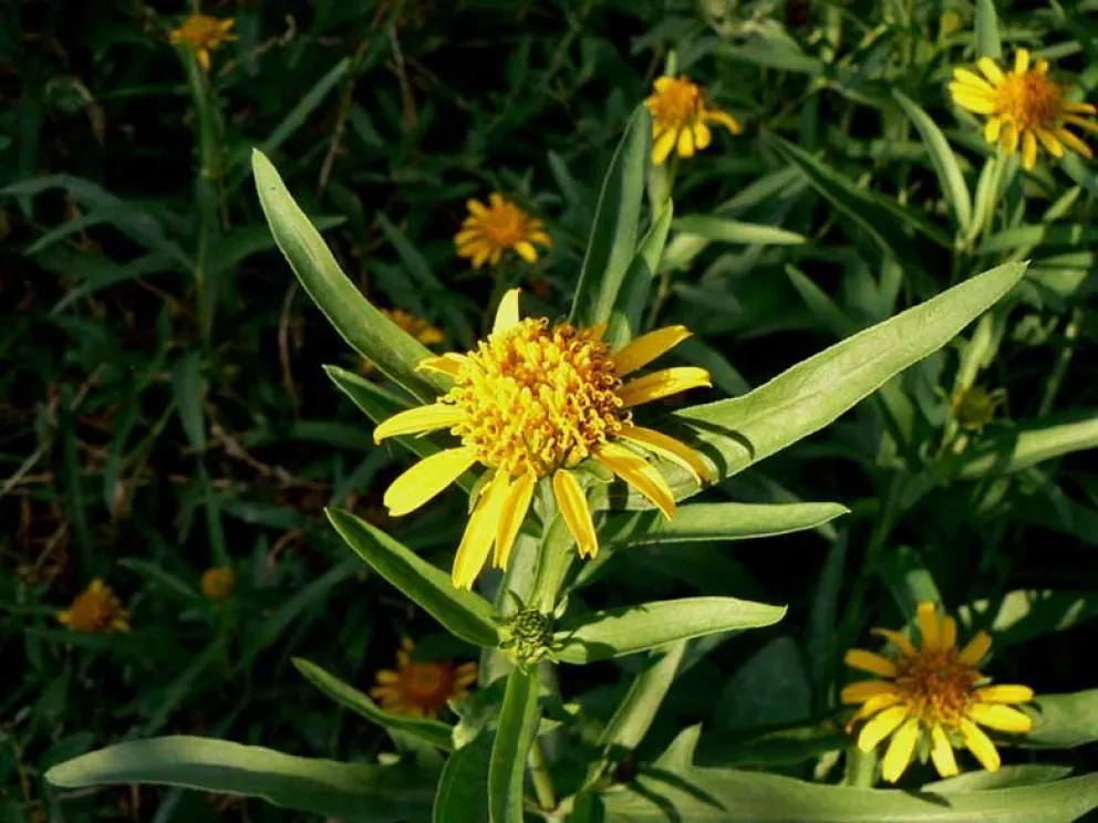 ¿Sabes lo que es el "Zunchillo" o "Yuyo Sapo"?: conocé todo sobre esta amenaza para el ganado ...