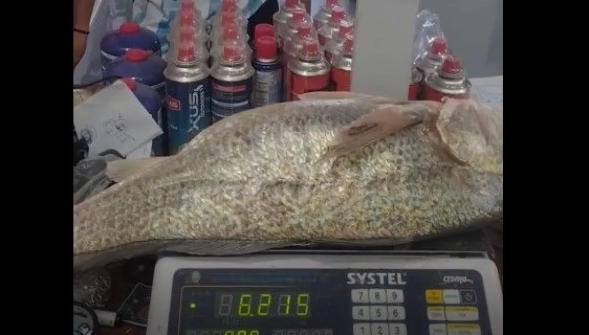 Pescó una enorme corvina y fue furor en San Blas | NoticiasNet