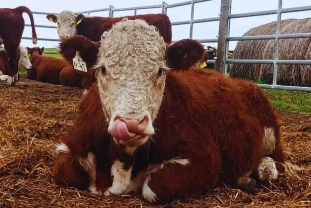 Toritos Hereford: presentan el primer estudio que vincula eficiencia y ...